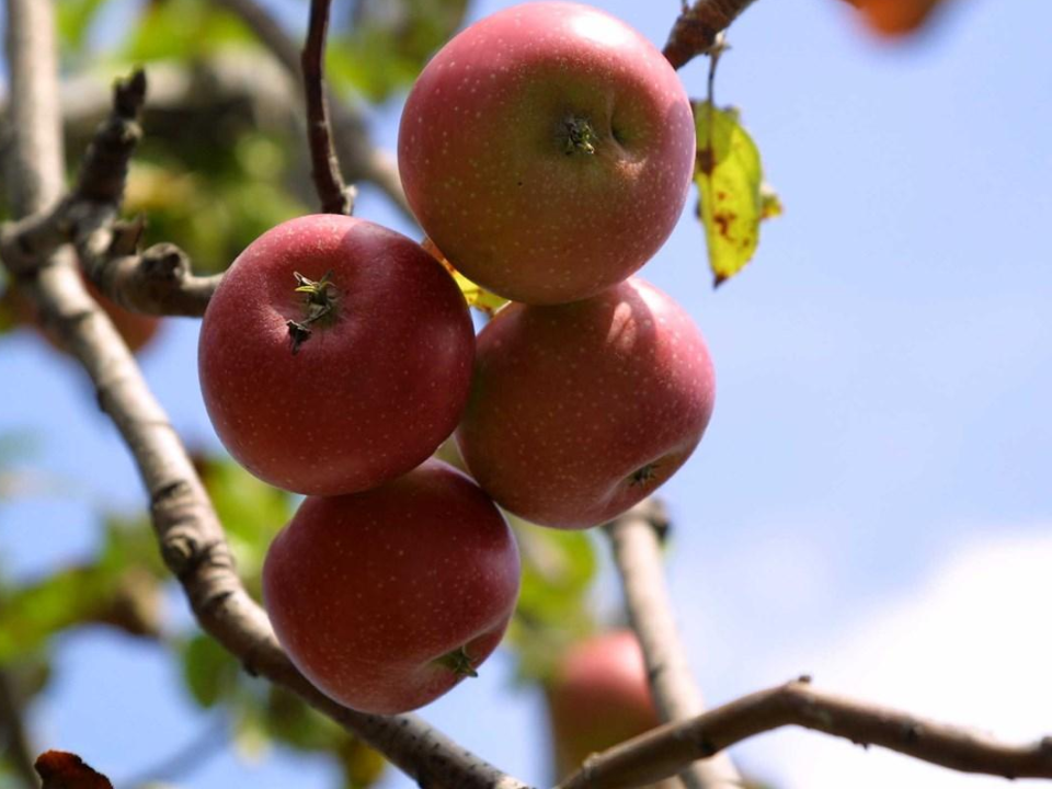 Clay Coyote - We make art you can cook with